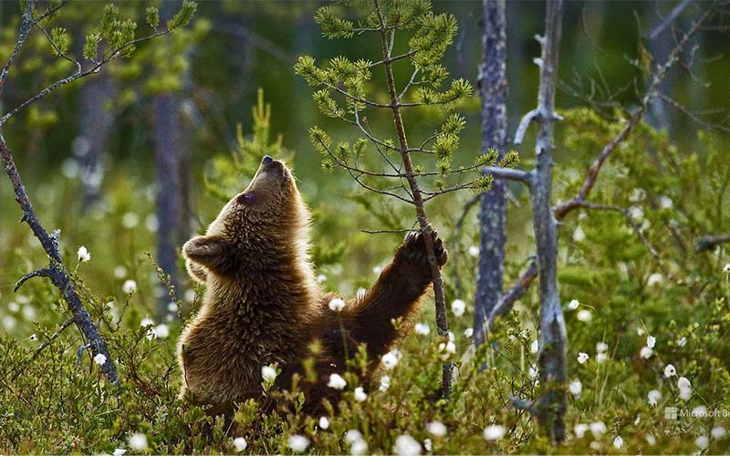 HR13 4K Solar Integrated Wifi Wildlife Trail Camera - Hiicam