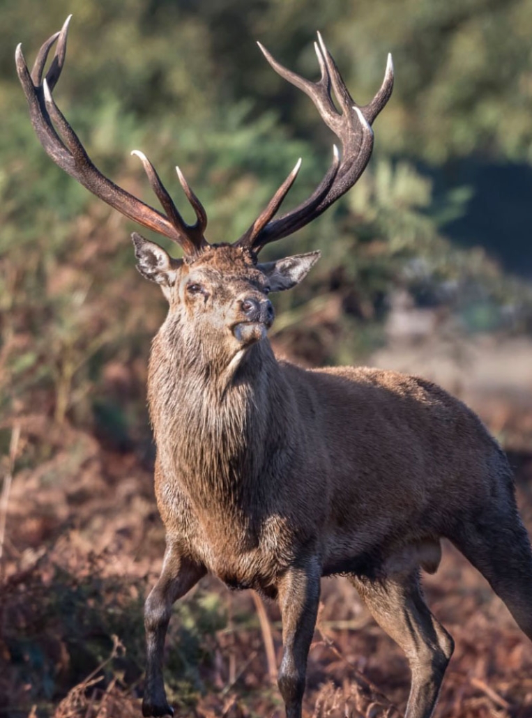 Wildlife Hunting - Hiicam